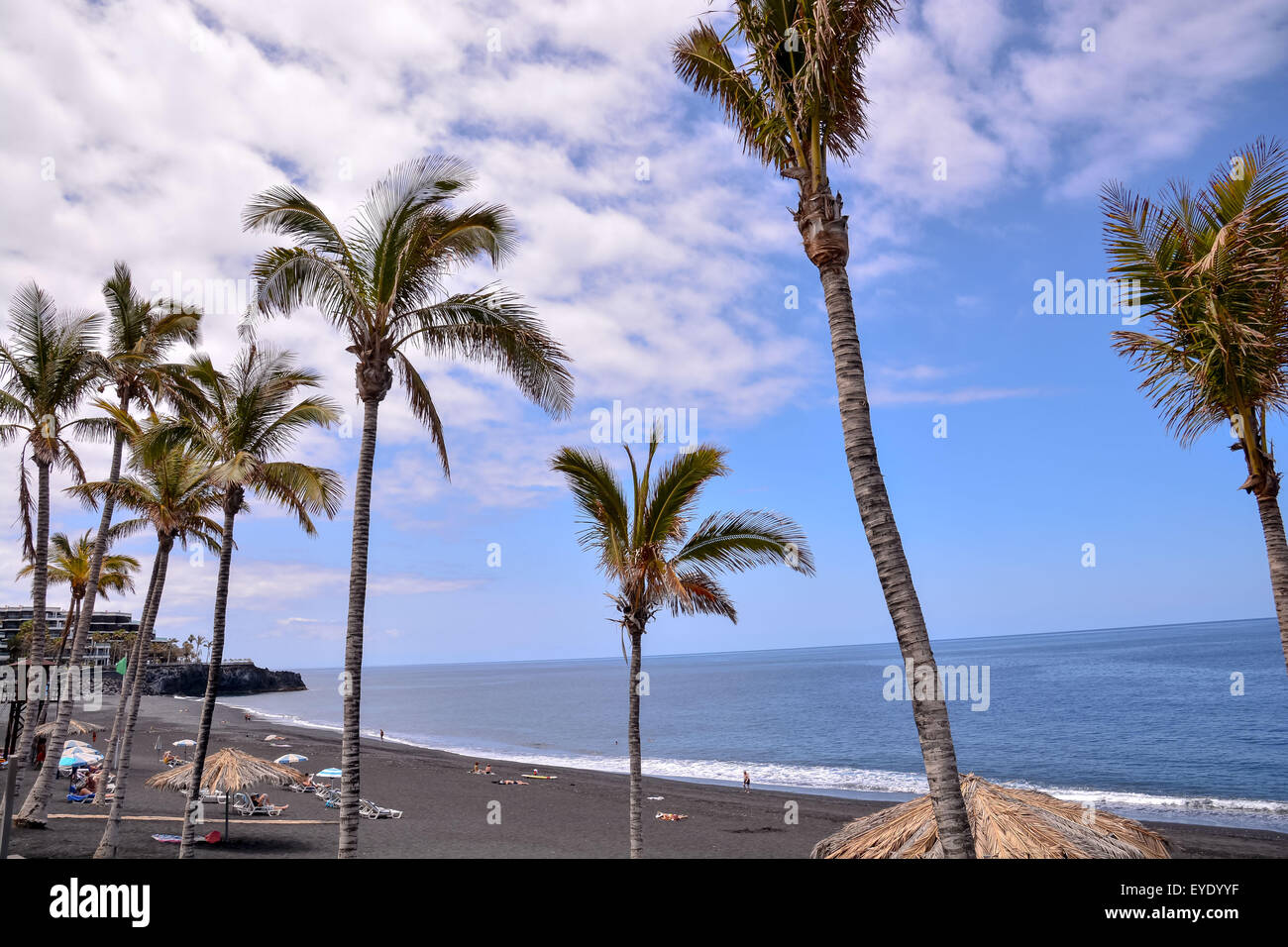 Green Palm Canarian Tree Stock Photo - Alamy