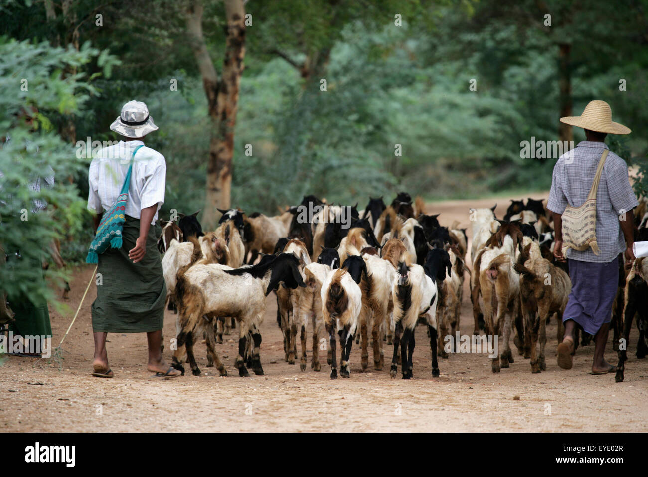 Burma, Local Villagers with herd of goats; Bagan Stock Photo - Alamy