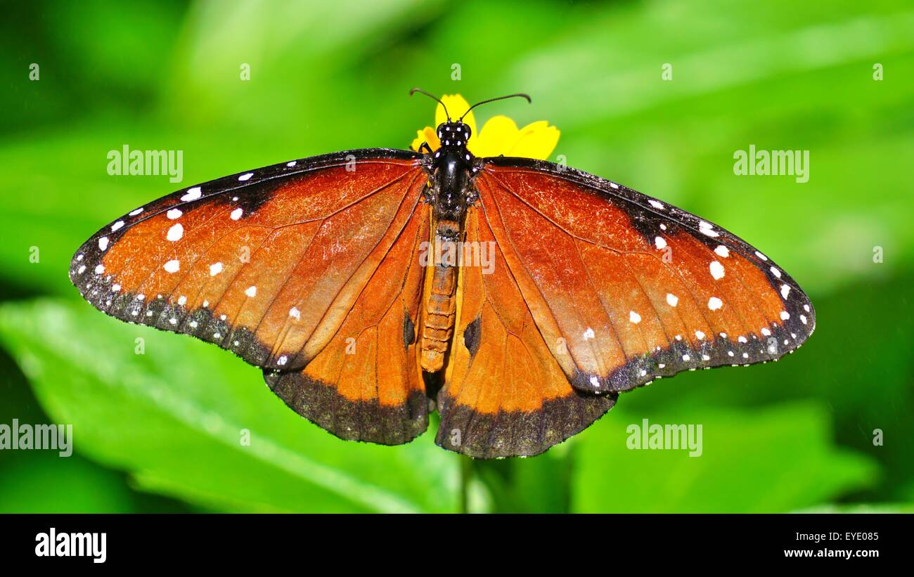 Most beautiful butterfly hi-res stock photography and images - Alamy