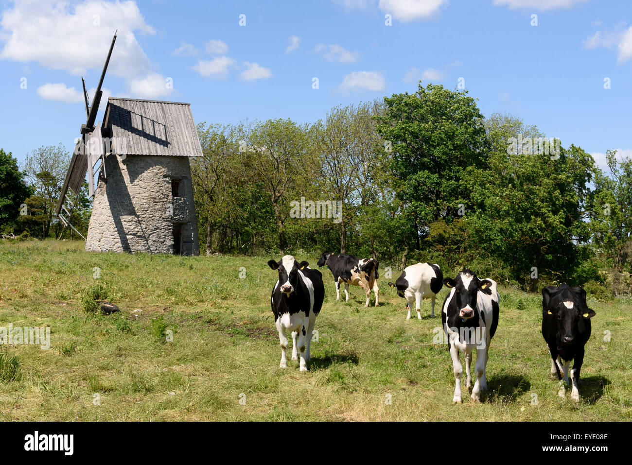 Windmill animal farm hi-res stock photography and images - Alamy
