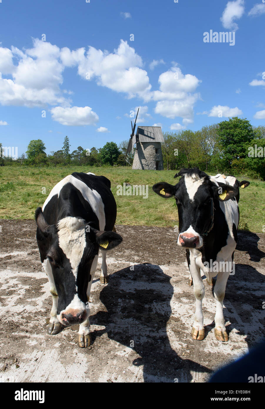 Windmill animal farm hi-res stock photography and images - Alamy