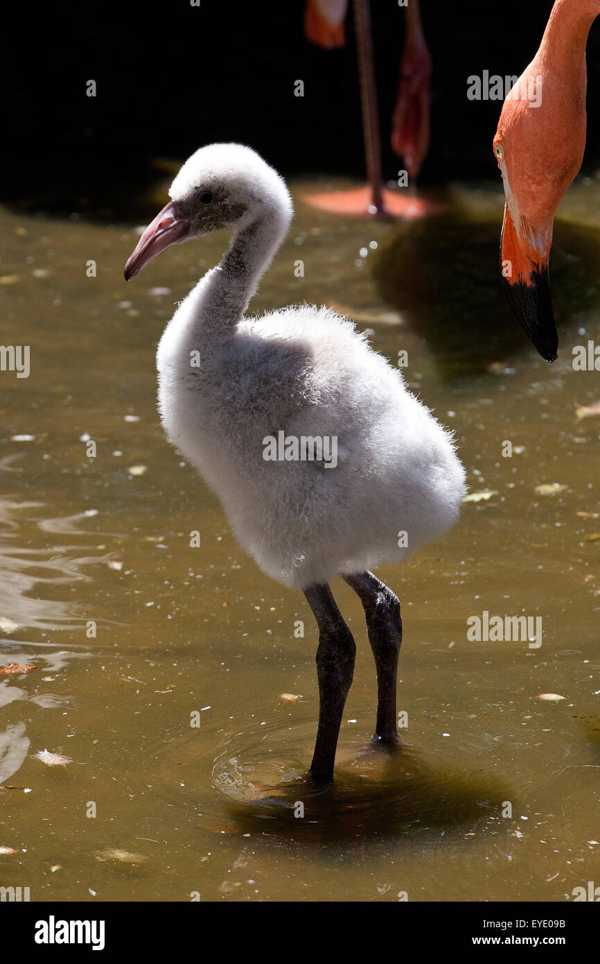 Juvenile American flamingo / Caribbean flamingo (Phoenicopterus ruber ...