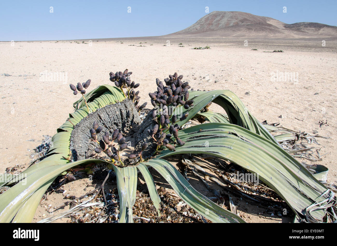 Male Welwitschia plant (Welwitschia mirabilis), Messum Crater, Namibia ...