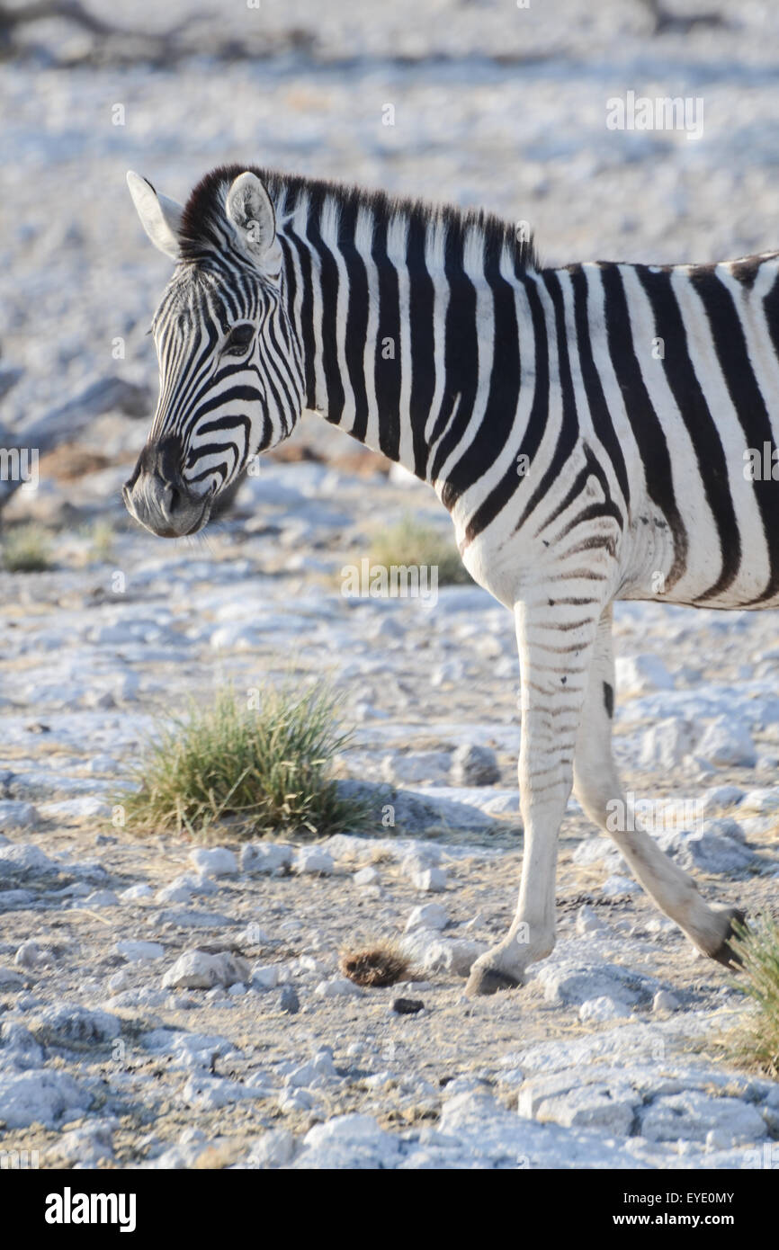 Equus zebra hartmannae hi-res stock photography and images - Alamy
