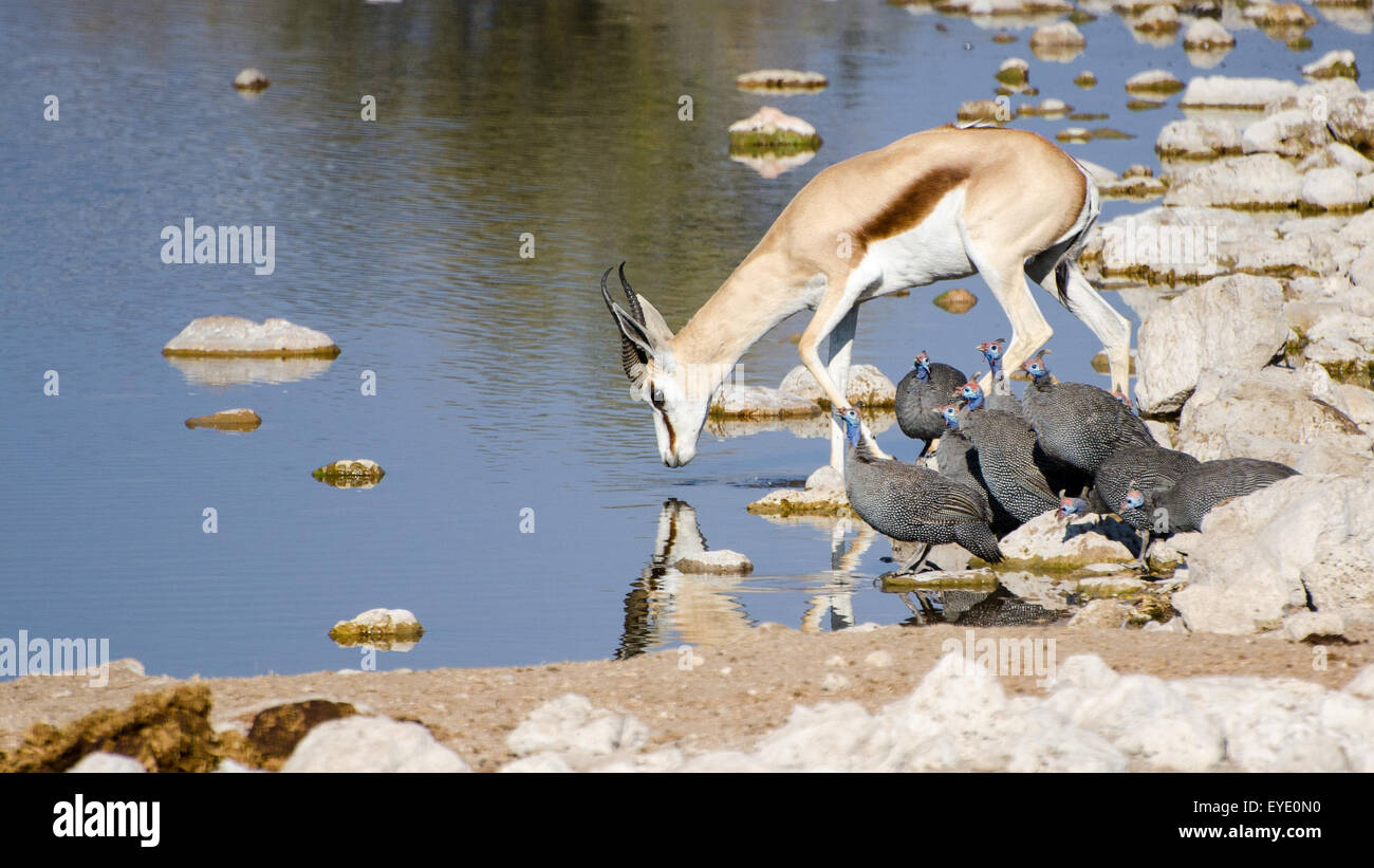 Springbok drinking water hi-res stock photography and images - Alamy