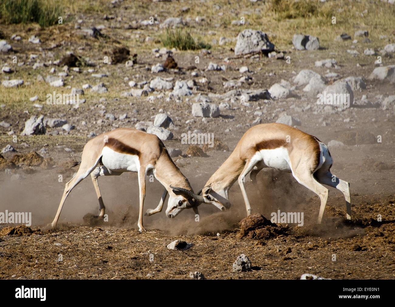 Springbok fighting hi-res stock photography and images - Alamy