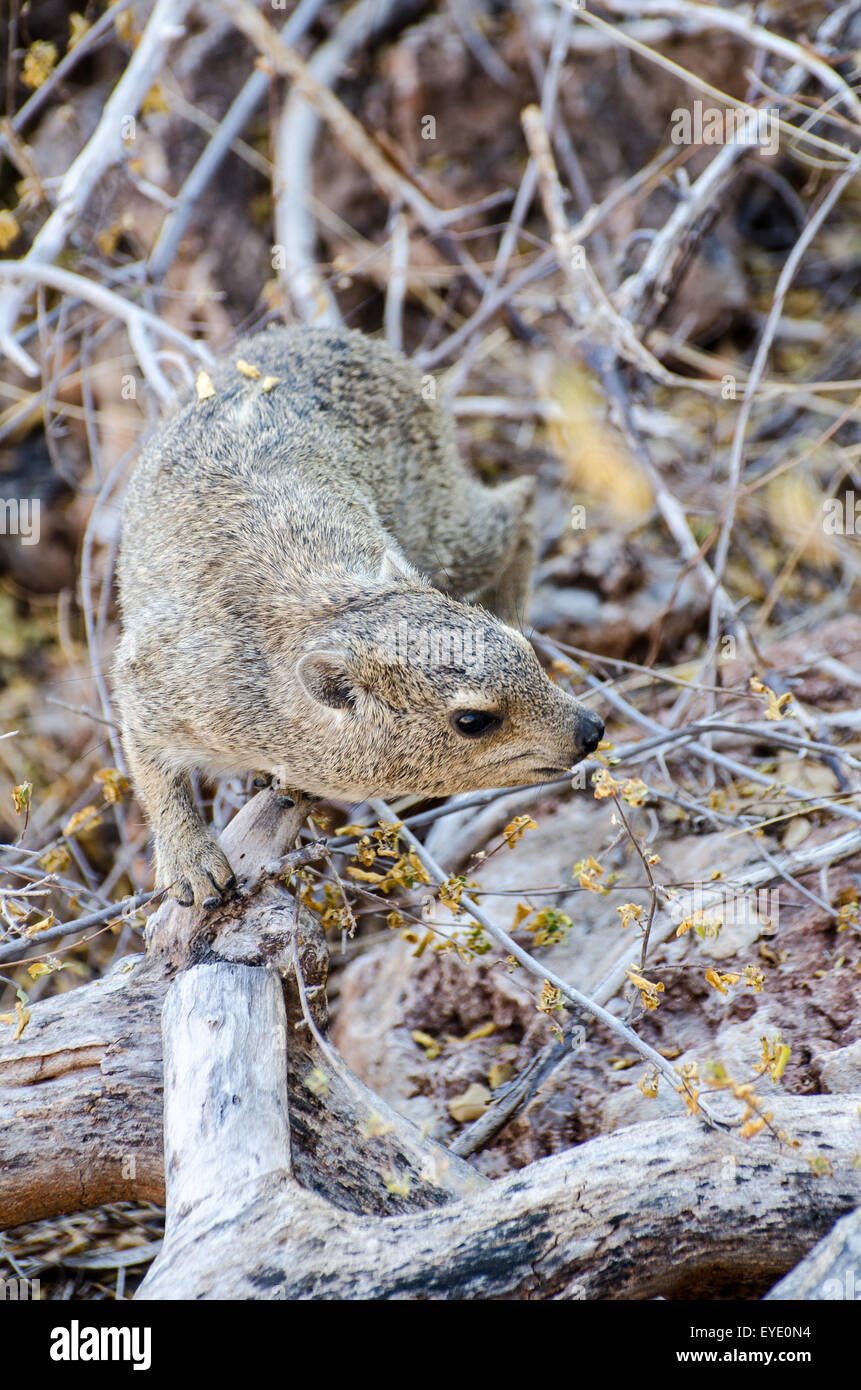 Funny rodent hi-res stock photography and images - Alamy