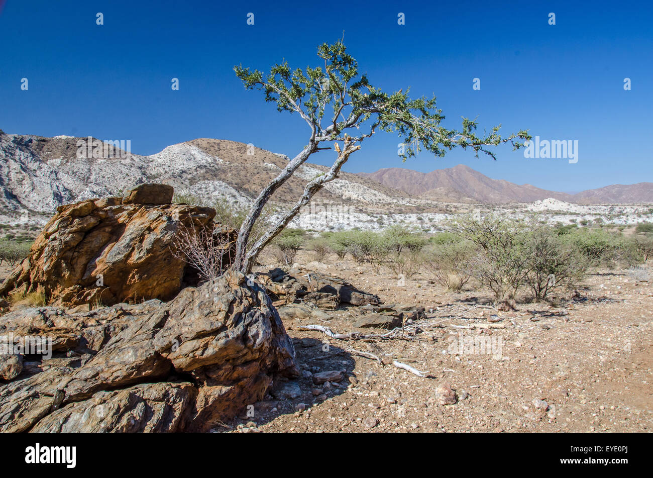 Rocks and Trees and Desert, Namib Nauklauft National Park, Namibia ...