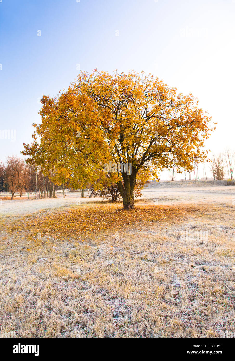 tree in winter Stock Photo - Alamy