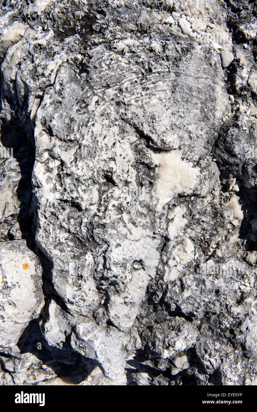 Fossil Stromatopora concentrica in Rauk-Area Digerhuvud on Fårö island ...
