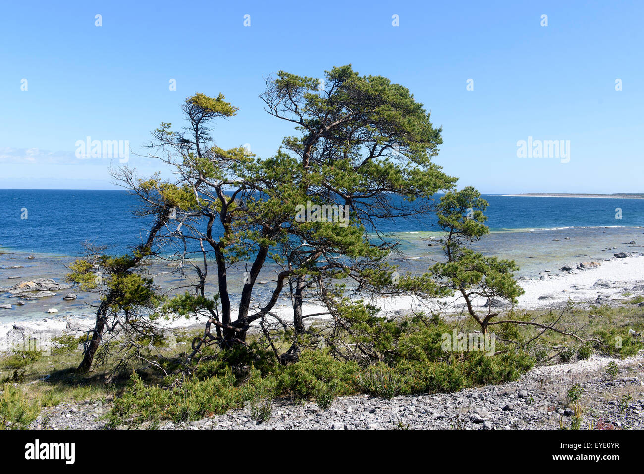 Pine trees near coast hi-res stock photography and images - Alamy