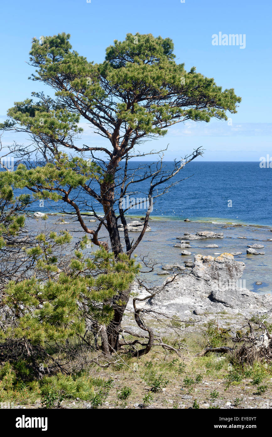 Baltic pine hi-res stock photography and images - Alamy