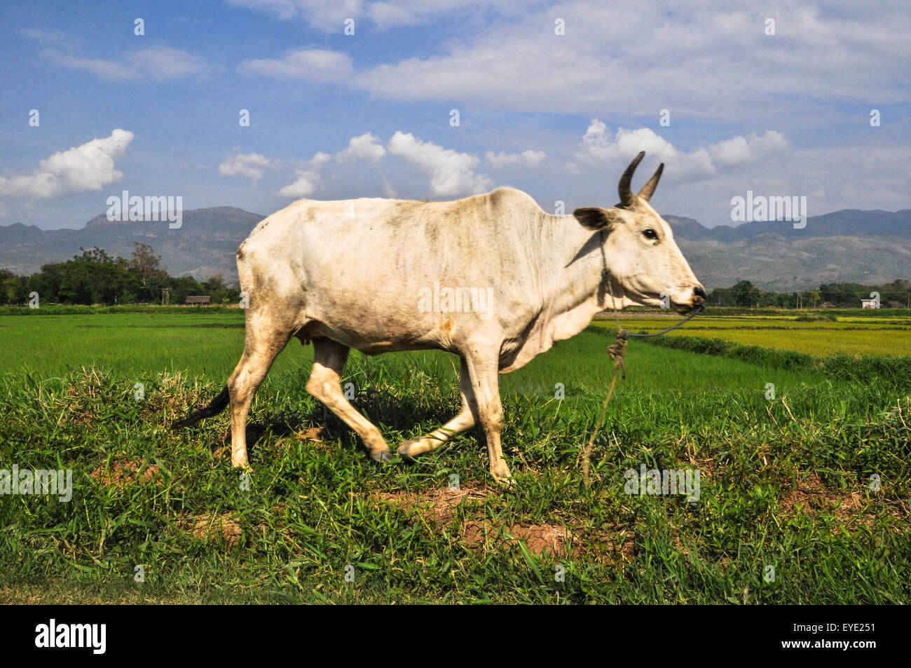 Cow on beautful Inle Lake Myanmar (Burma Stock Photo - Alamy