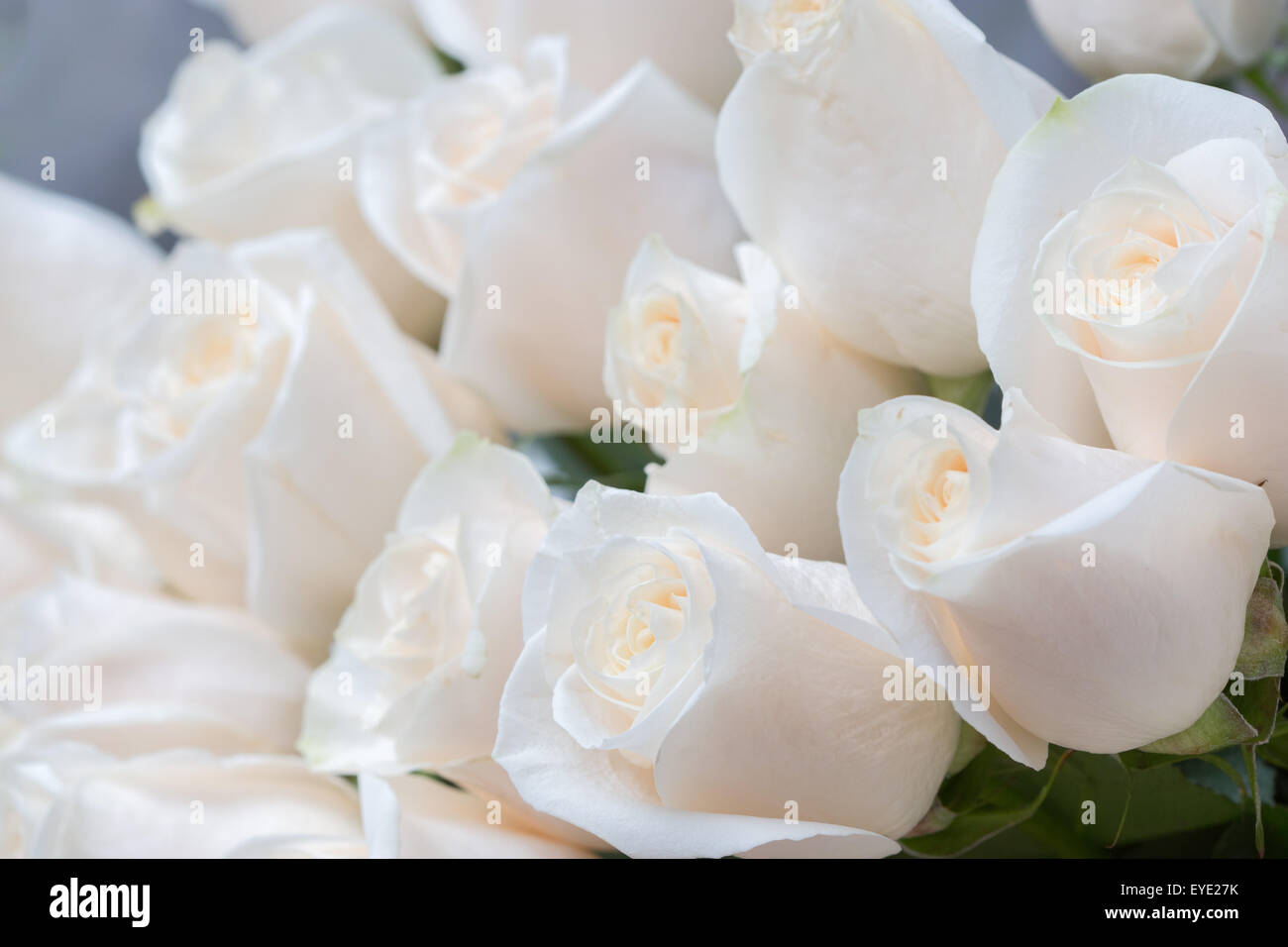 white roses as a floral background Stock Photo - Alamy