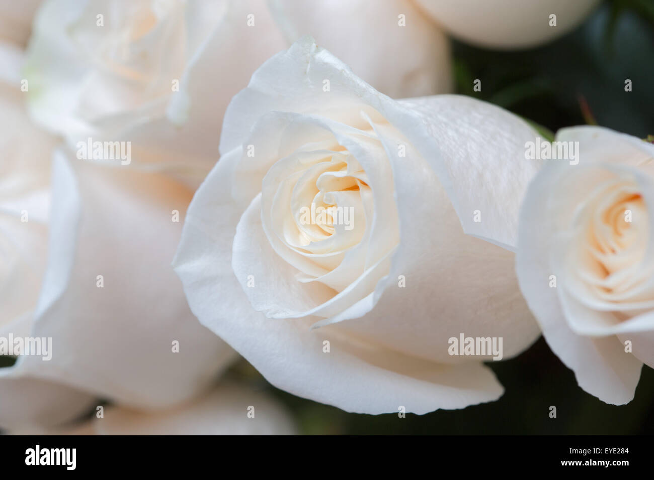 white roses as a floral background Stock Photo - Alamy