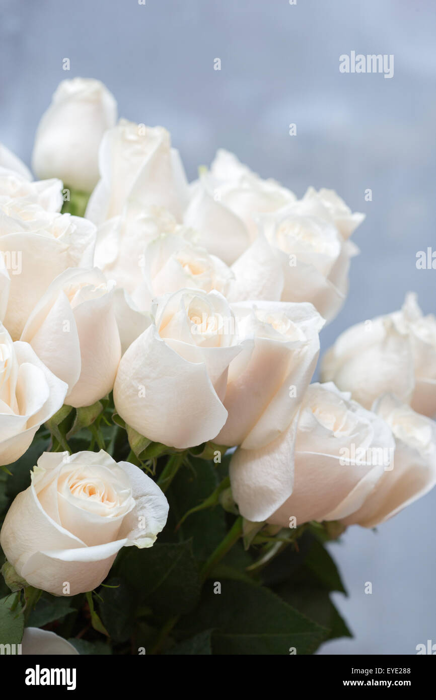 white roses as a floral background Stock Photo - Alamy