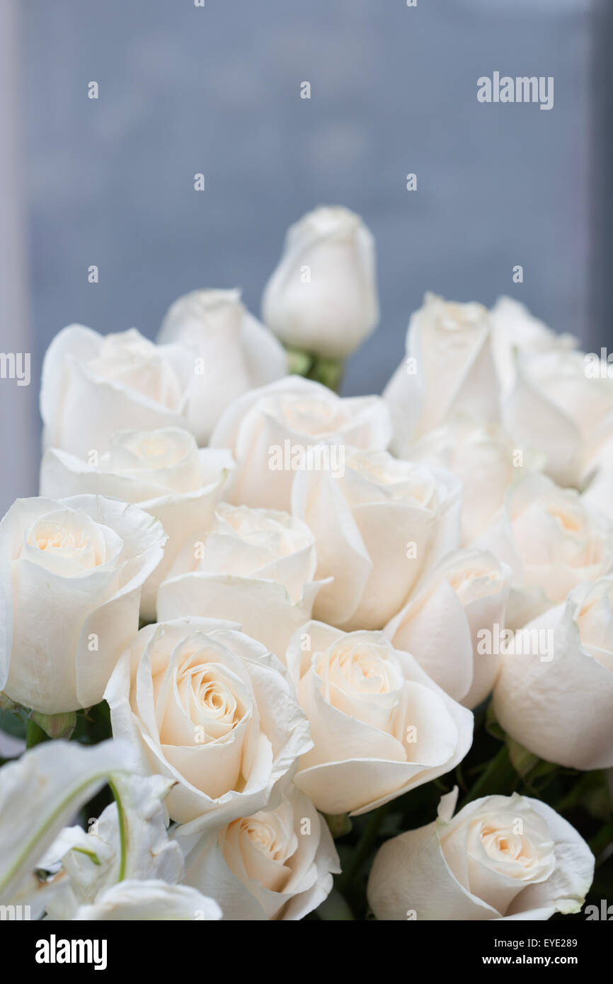 white roses as a floral background Stock Photo - Alamy