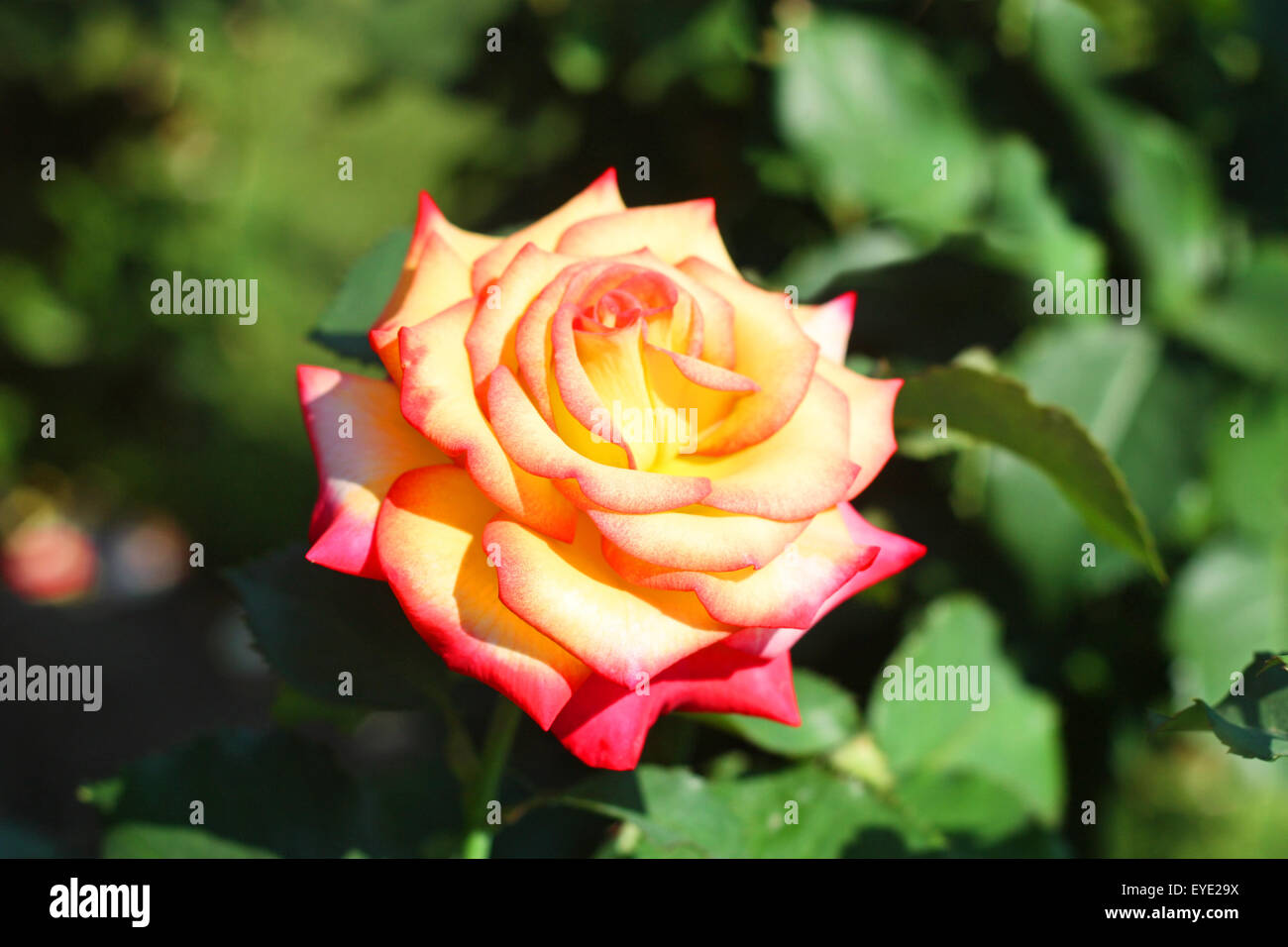 Beautiful Open Rose Stock Photo - Alamy