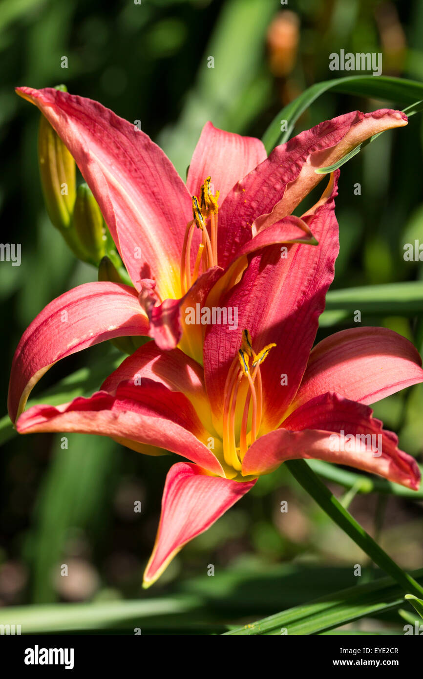 Damask hi-res stock photography and images - Alamy