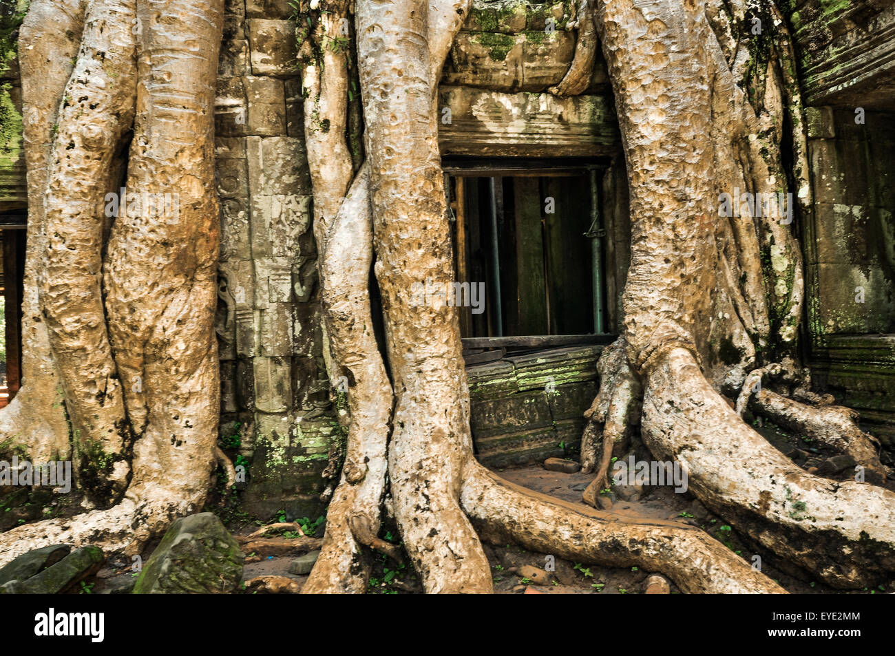 Giant tree covering Ta Prom and Angkor Wat temple, Siem Reap, Cambodia ...