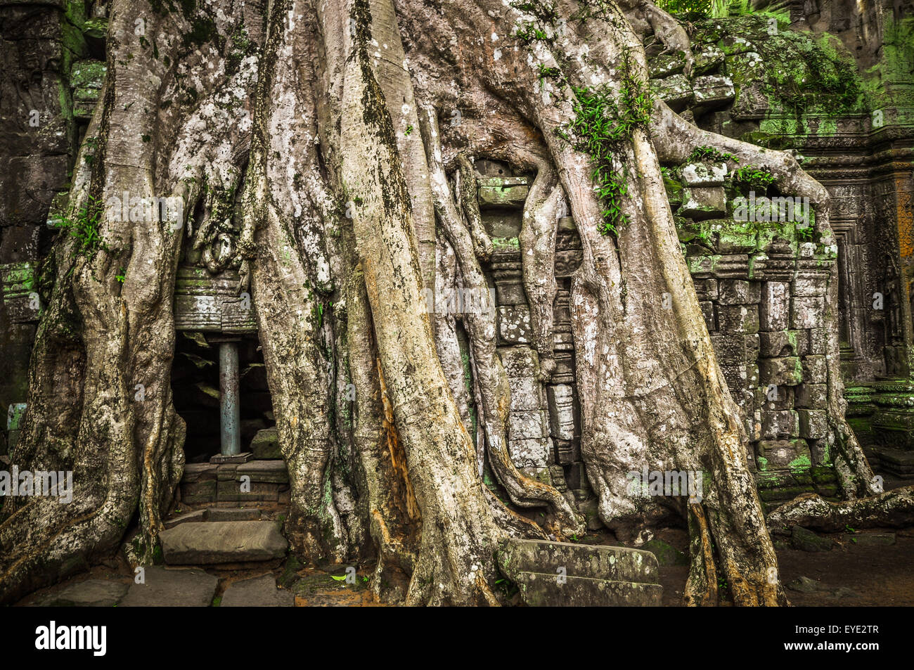 Giant tree covering Ta Prom and Angkor Wat temple, Siem Reap, Cambodia ...