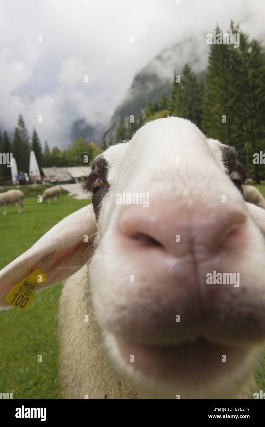 Sheep attitude hi-res stock photography and images - Alamy