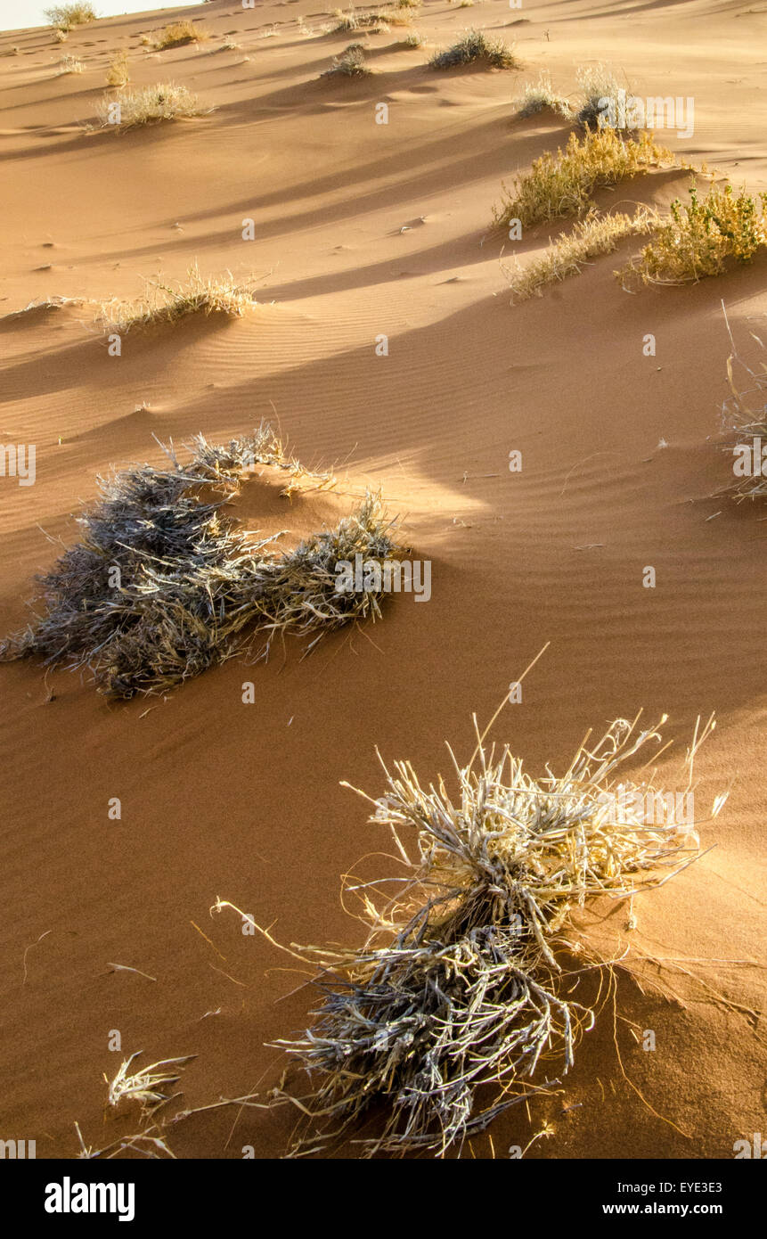 Grass in Sand Dunes Sossusvlei, Namib-Naukluft Desert, Namibia Stock ...