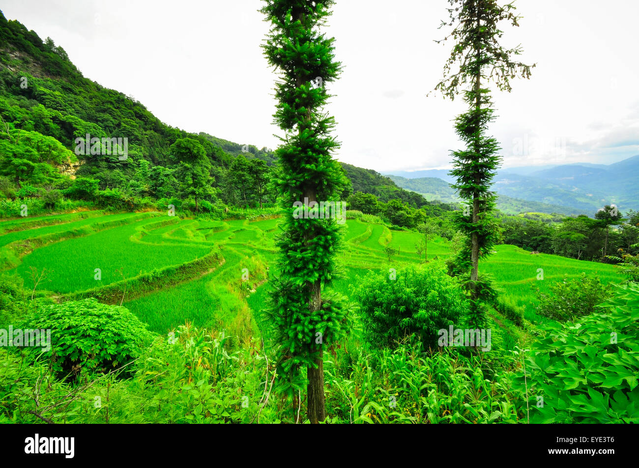 China rice farming south hi-res stock photography and images - Alamy