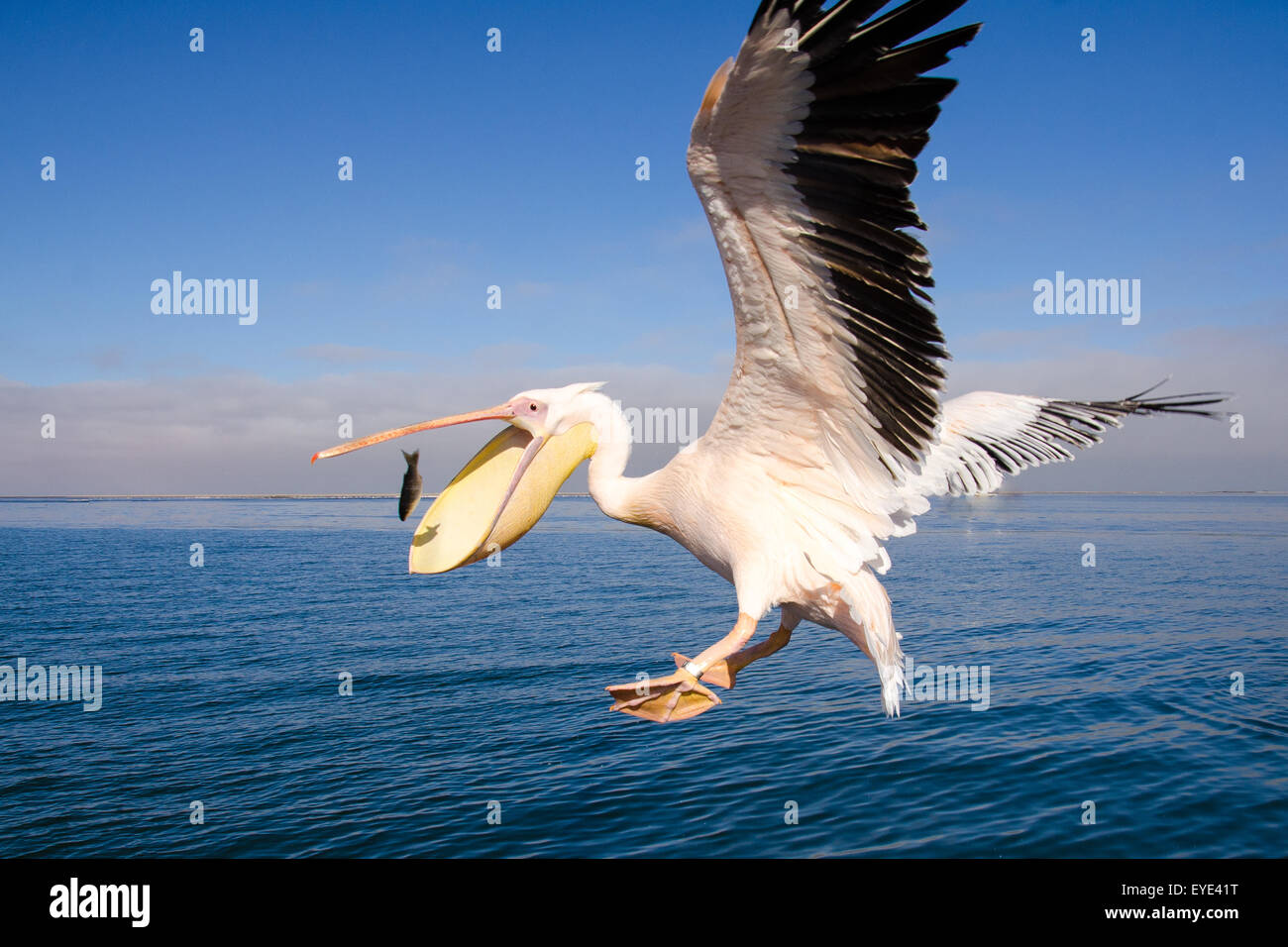 Pelican Fish Stock Photos & Pelican Fish Stock Images - Alamy