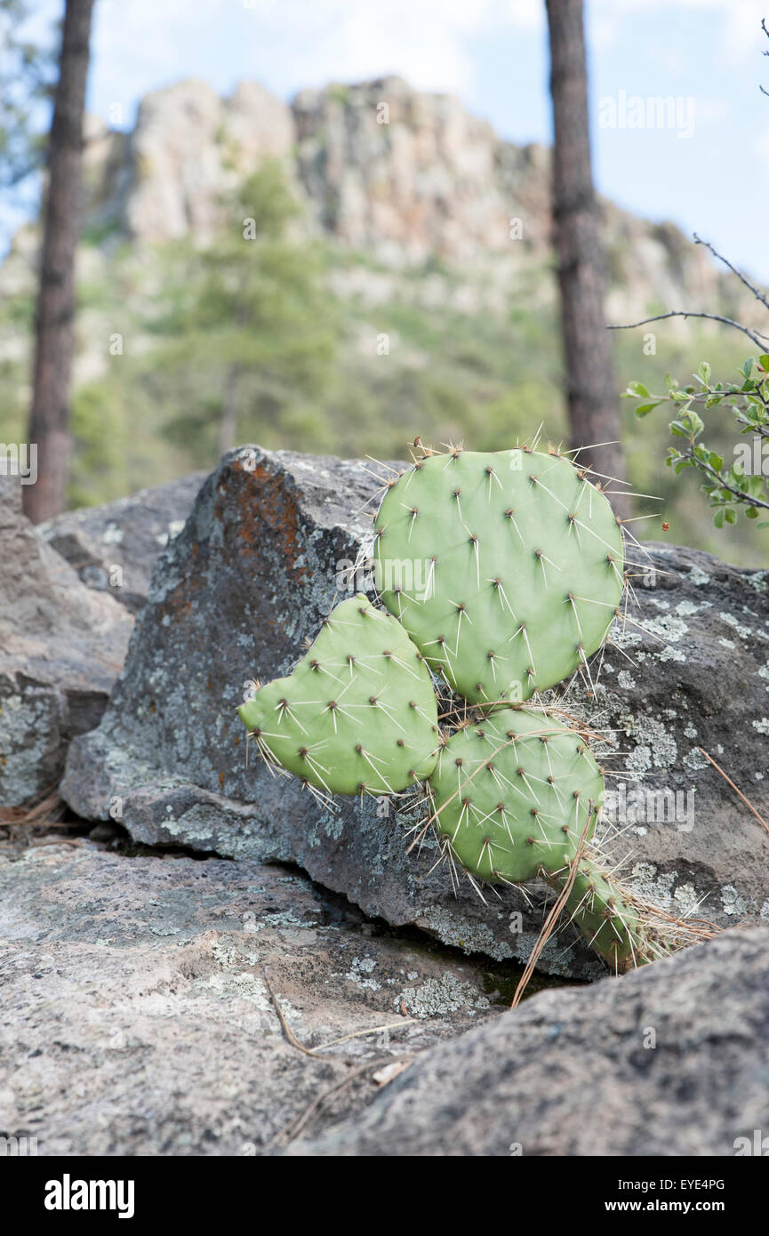 Thumb Butte, as viewed from Thumb Butte Trail, Prescott, Arizona, USA ...