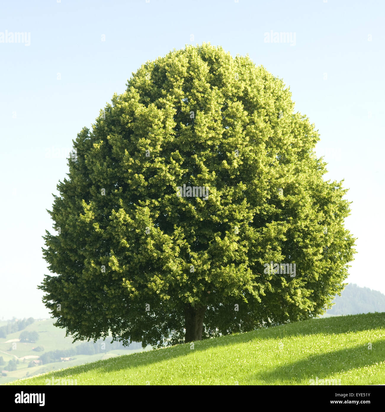 Lindenbaum, Lindenbaeume, Tilia platyphyllos, Heilpflanzen Stock Photo ...