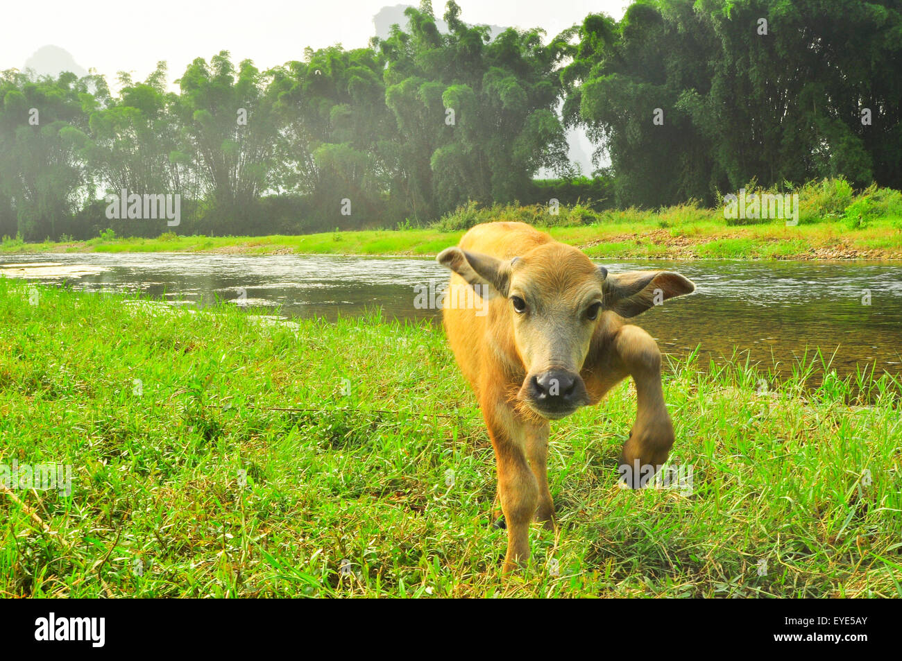 Guilin Park and Karst rocks Yangshuo China Stock Photo - Alamy