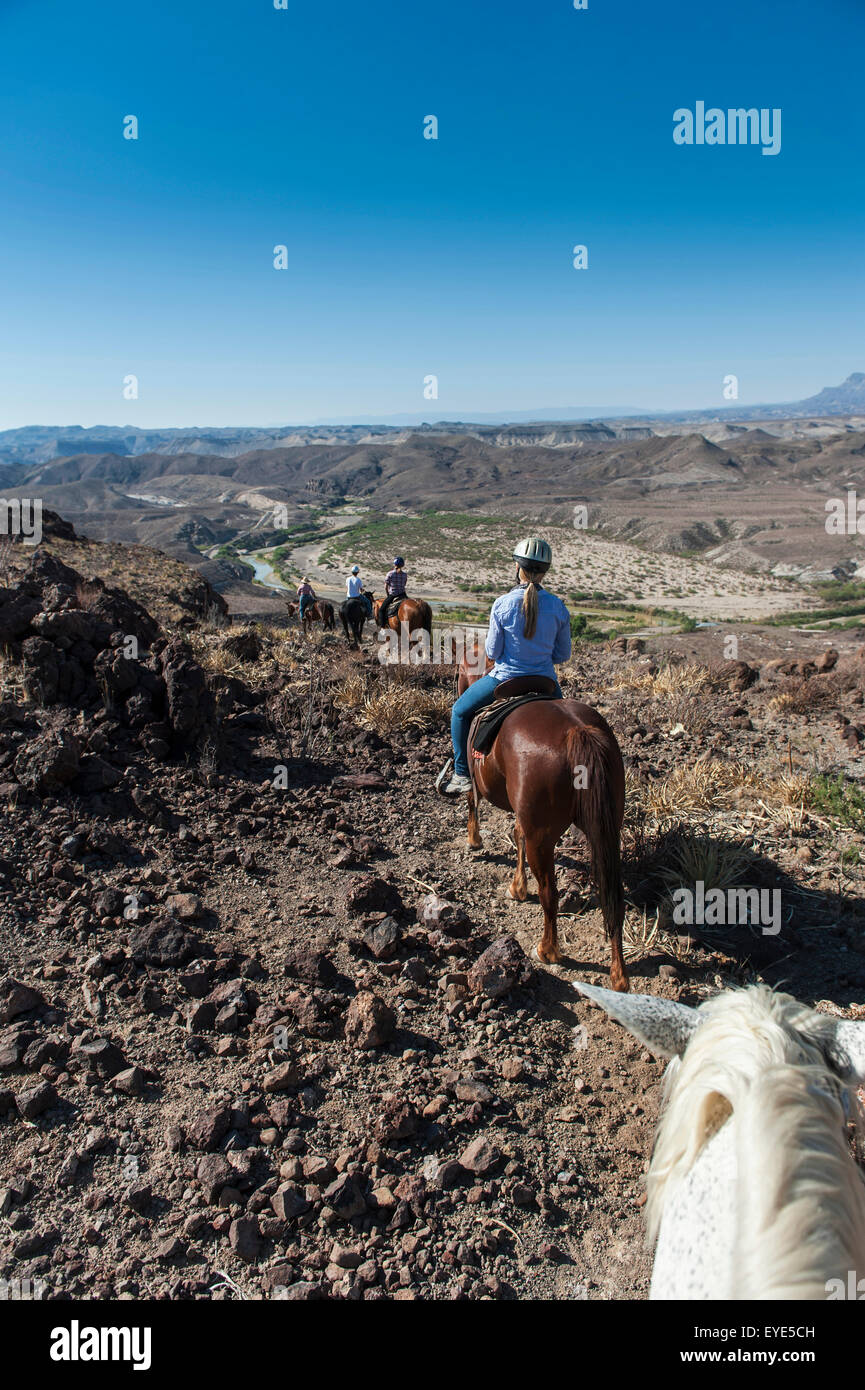 Animals in big bend national park hi-res stock photography and images ...