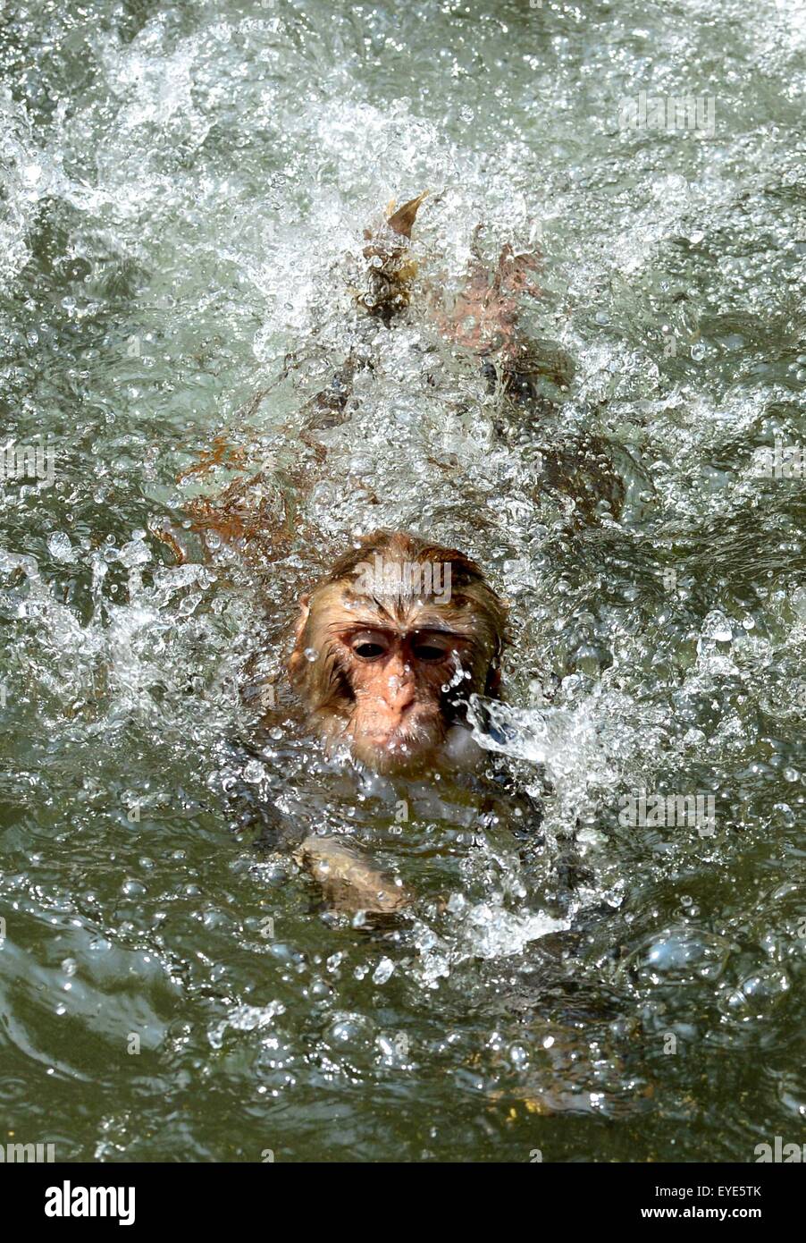 Luoyang, China's Henan Province. 28th July, 2015. A monkey plays in ...