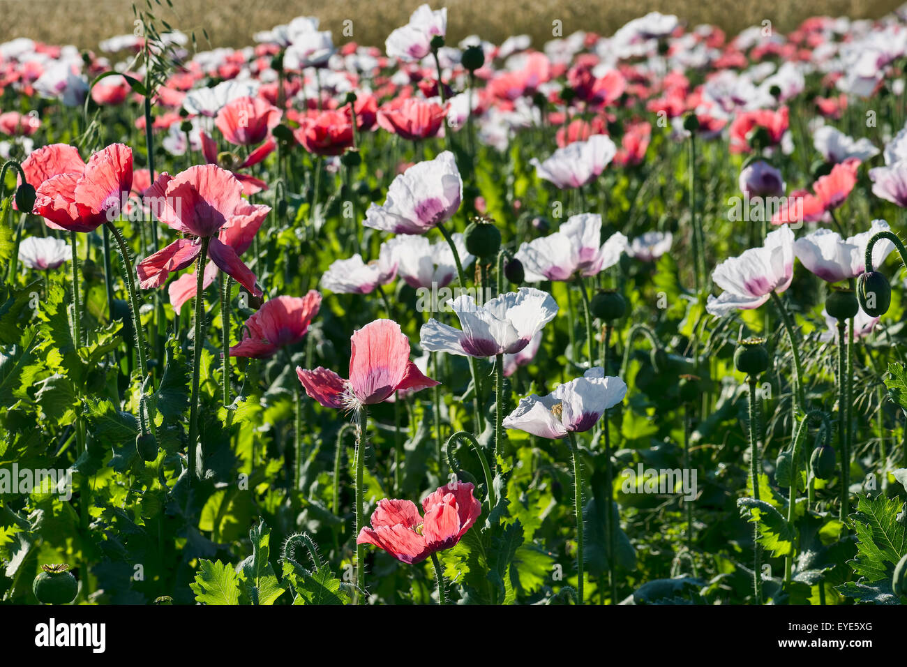 Field with flowering Opium Poppy (Papaver somniferum), Lower Austria, Austria Stock Photo - Alamy