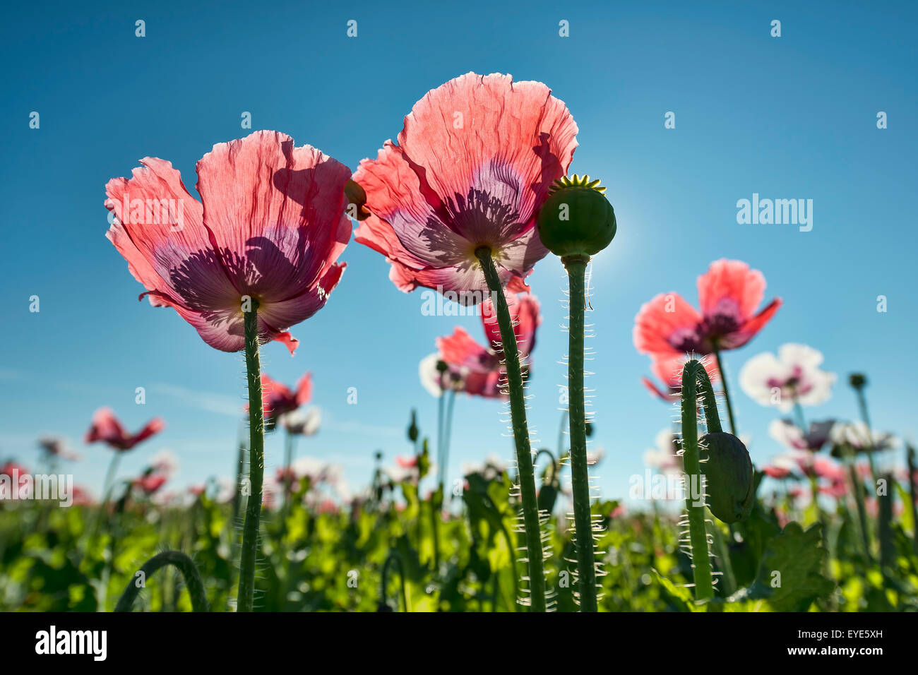 Field with flowering Opium Poppy (Papaver somniferum), Lower Austria, Austria Stock Photo - Alamy