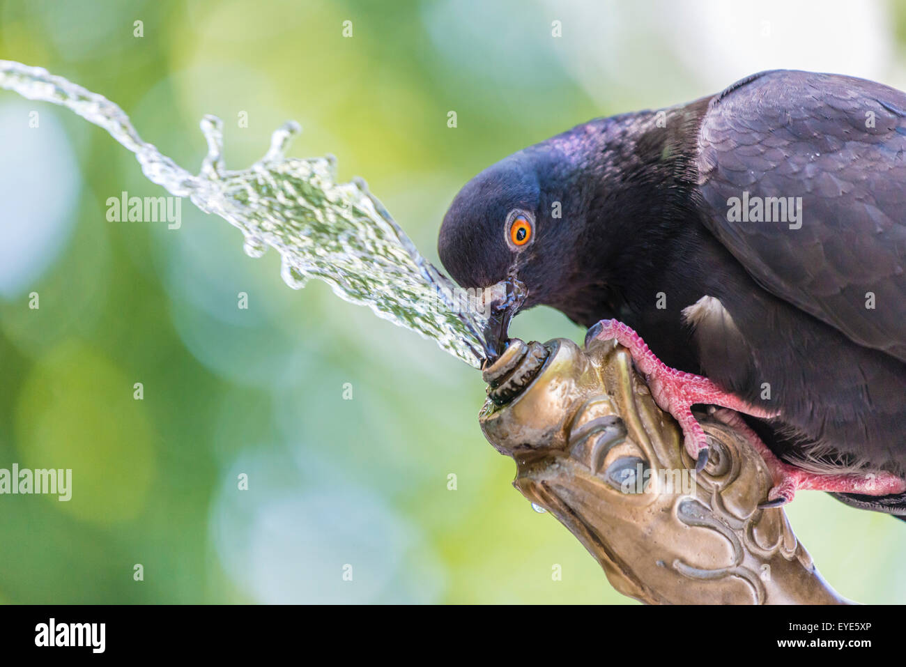 A pigeon drinking water at a fountain, Zürich, Switzerland Stock Photo ...