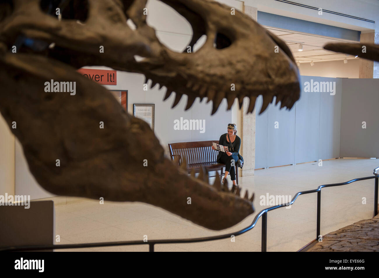 Tyrannosaurus Rex, Museum Of Texas Tech, Lubbock, Texas, Usa Stock ...