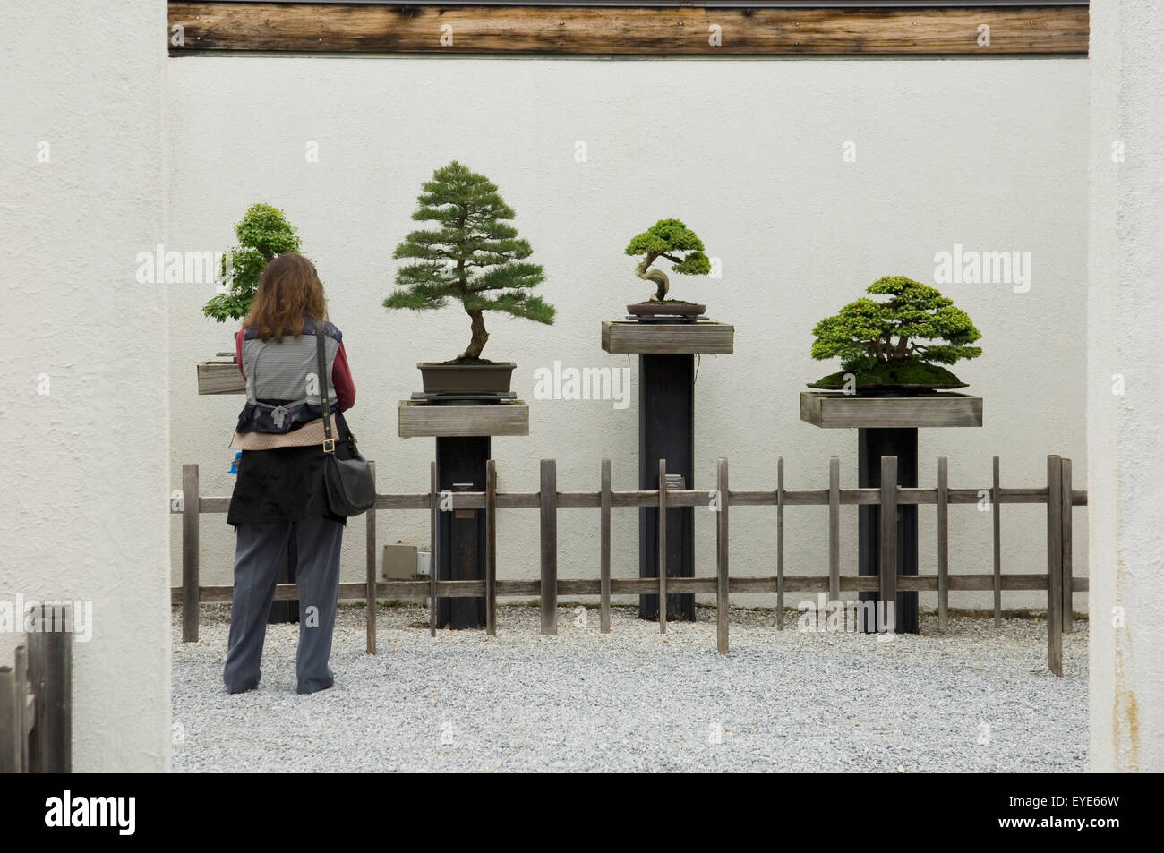 USA, U.S. National Arboretum; Washington DC, Tourist at National Bonsai ...