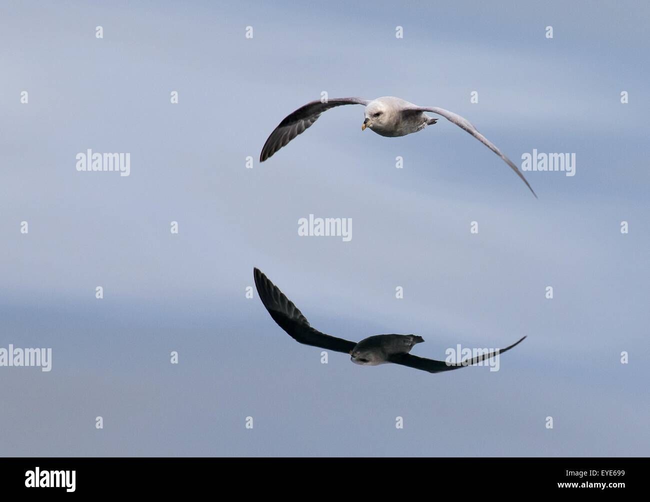Flying Northern Fulmar (Fulmaris glacialis) reflected in the water ...