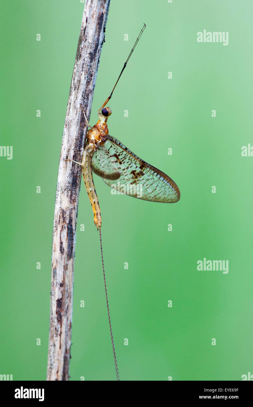 Mayfly (Ephemeroptera), Hesse, Germany Stock Photo - Alamy