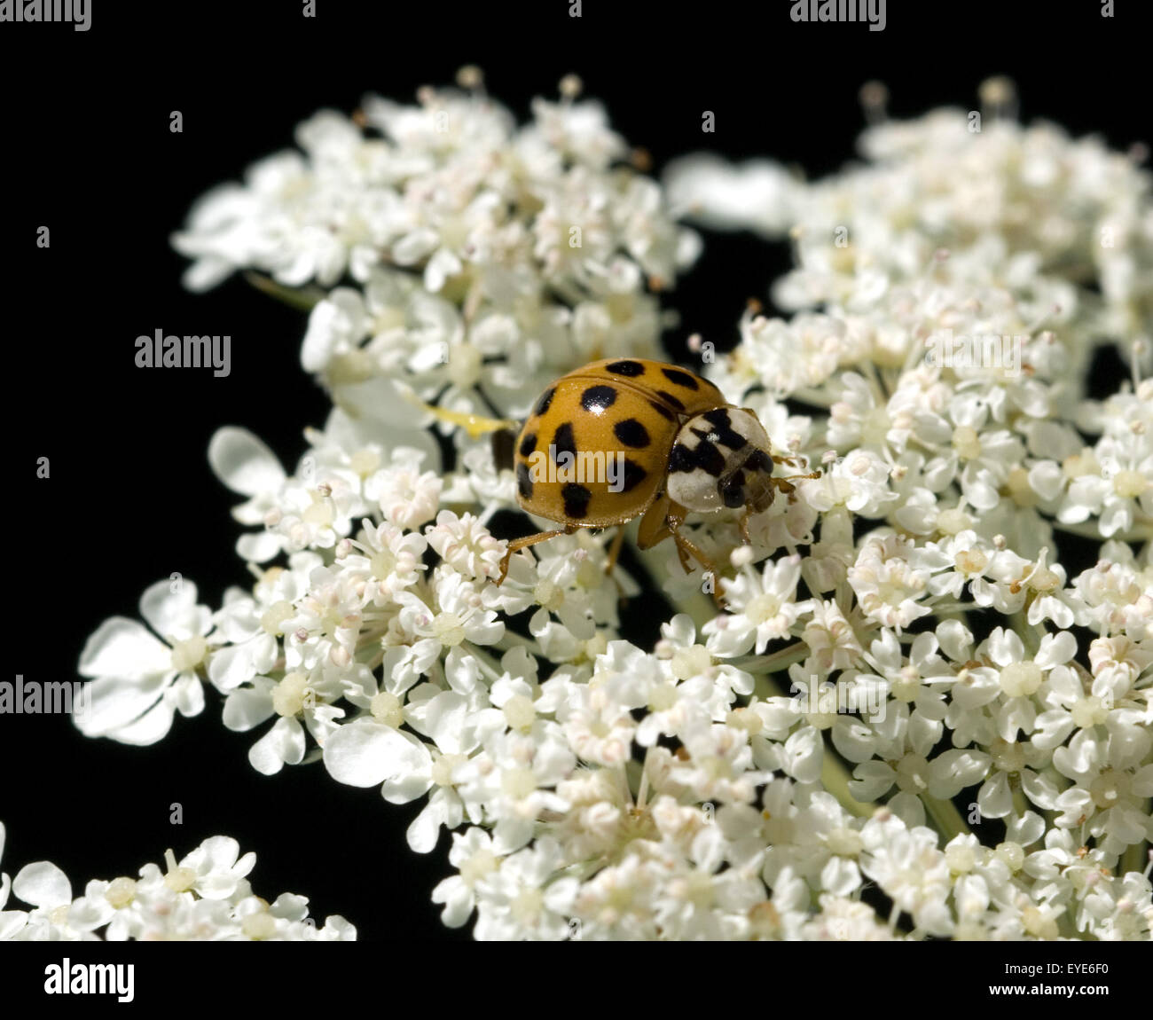 Japanischer Marienkaefer High Resolution Stock Photography and Images ...