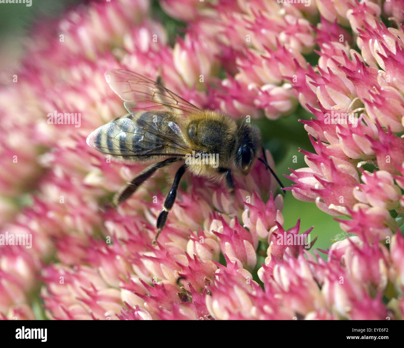 Biene; Apis mellifera Stock Photo - Alamy