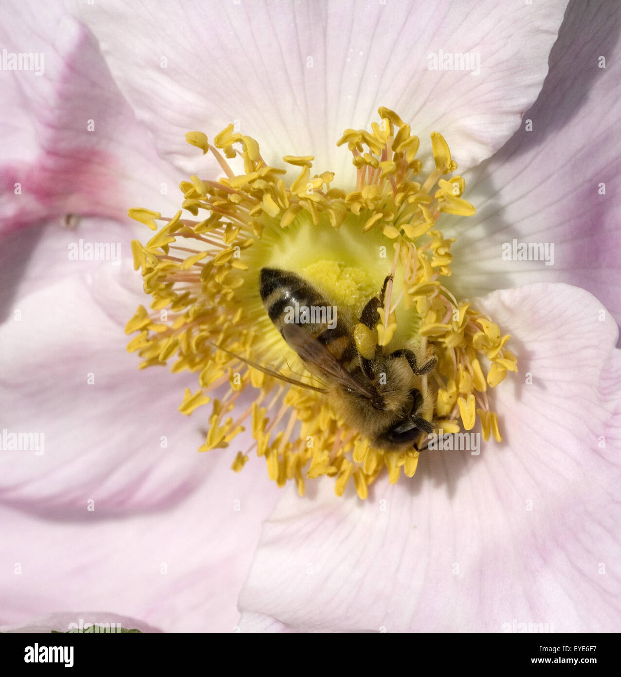 Dunkle bl hi-res stock photography and images - Alamy