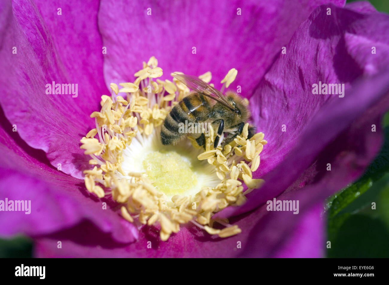Dunkle rose hi-res stock photography and images - Alamy