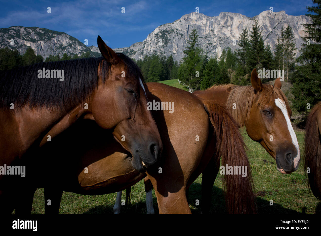 Swishing of tail hi-res stock photography and images - Alamy