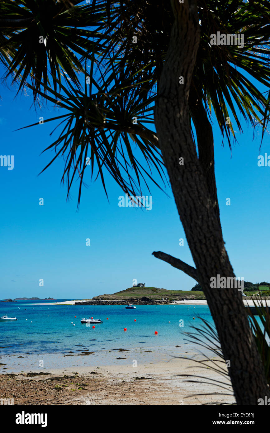 Palm Tree At Old Grimsby, Green Porth Beach And Blockhouse, Tresco ...