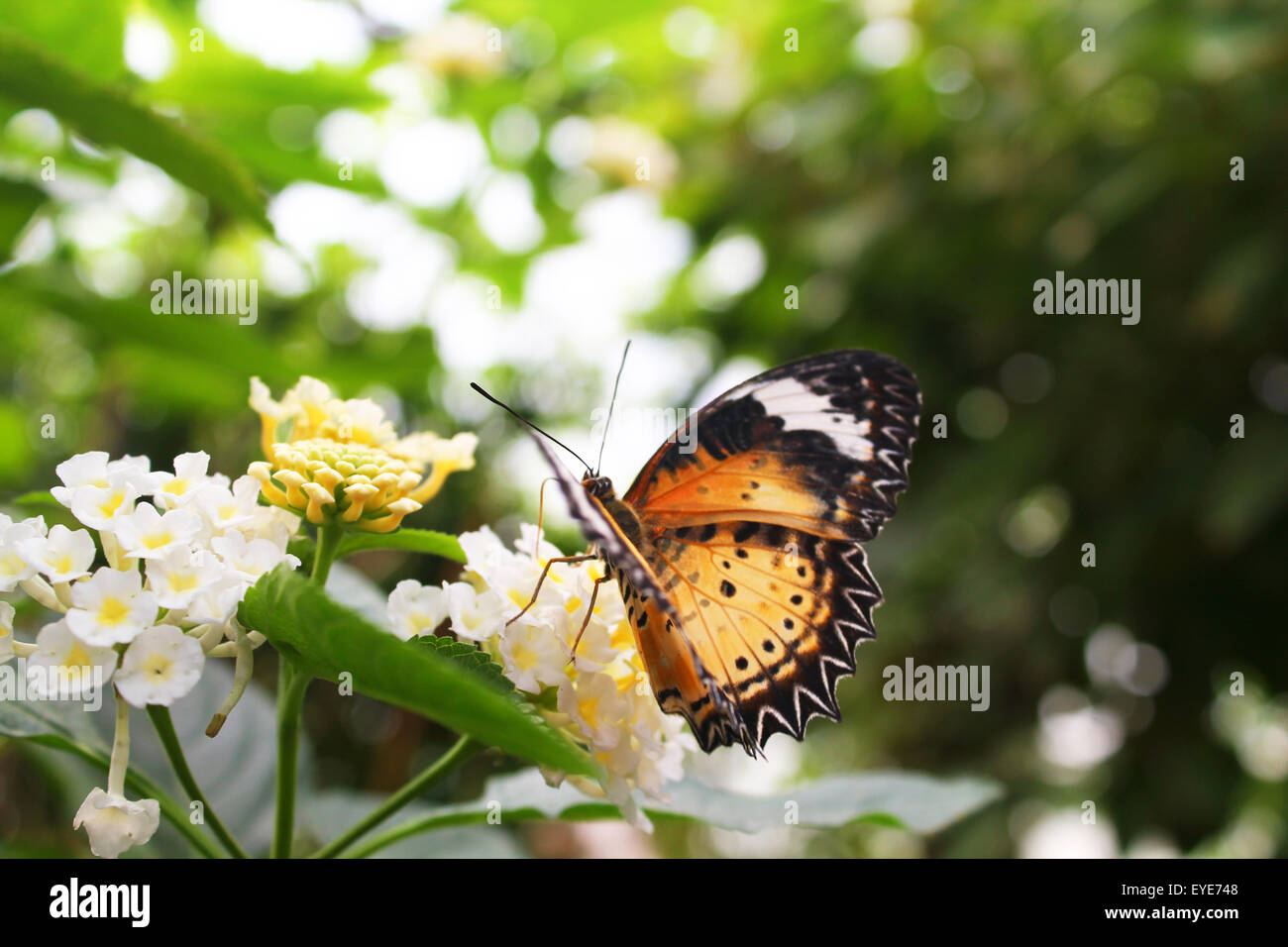 Spring white butterfly hi-res stock photography and images - Alamy