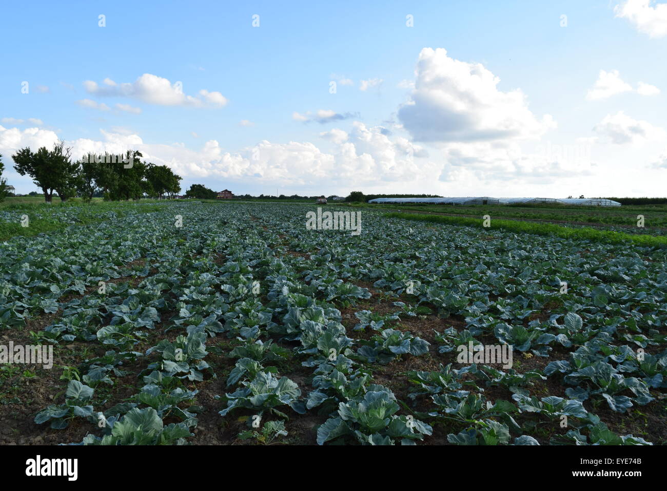 Cabbage field. Cultivation of cabbage in an open ground in the field ...