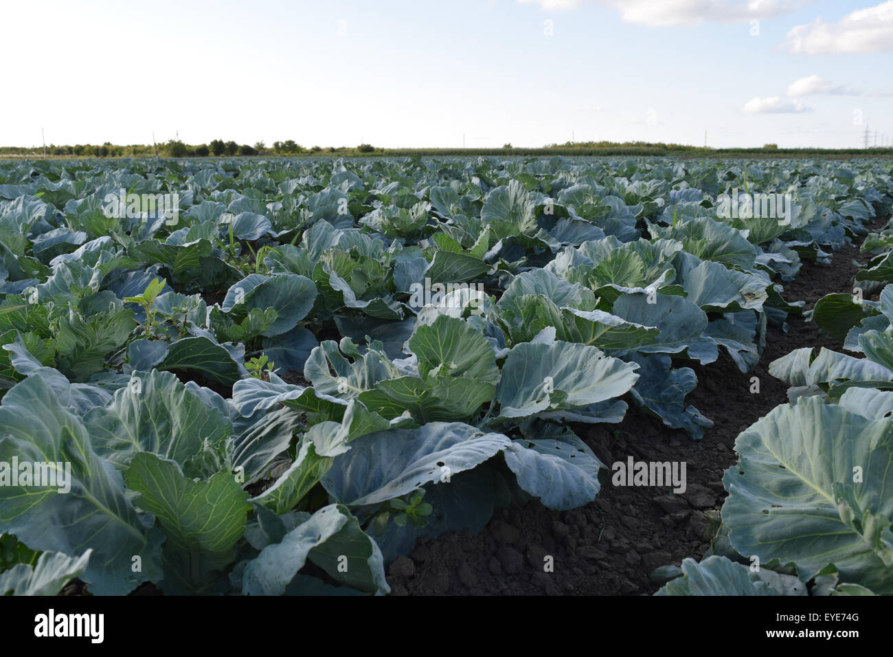 Cabbage field. Cultivation of cabbage in an open ground in the field ...